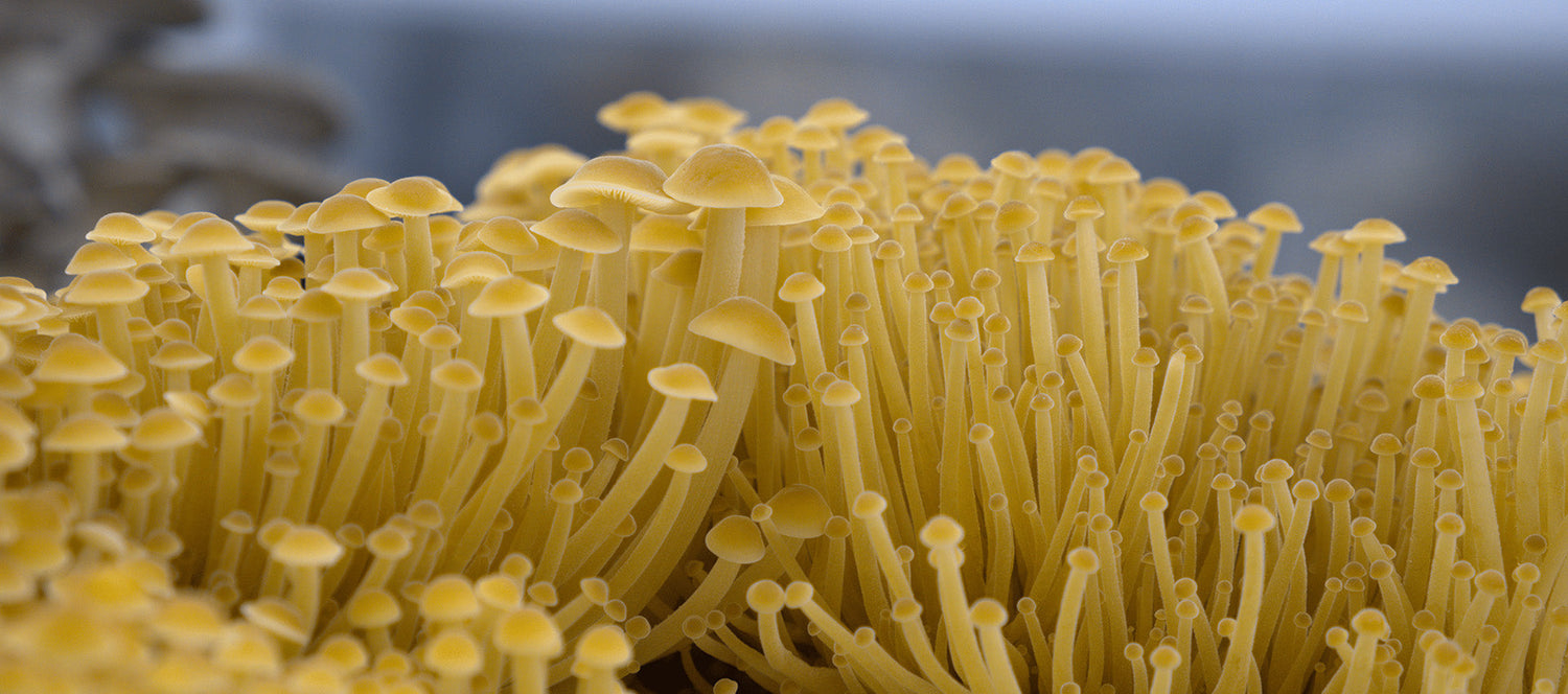 Wholesalers – Four Star Mushrooms